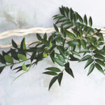 Greenery Bunches – Puckett Fern